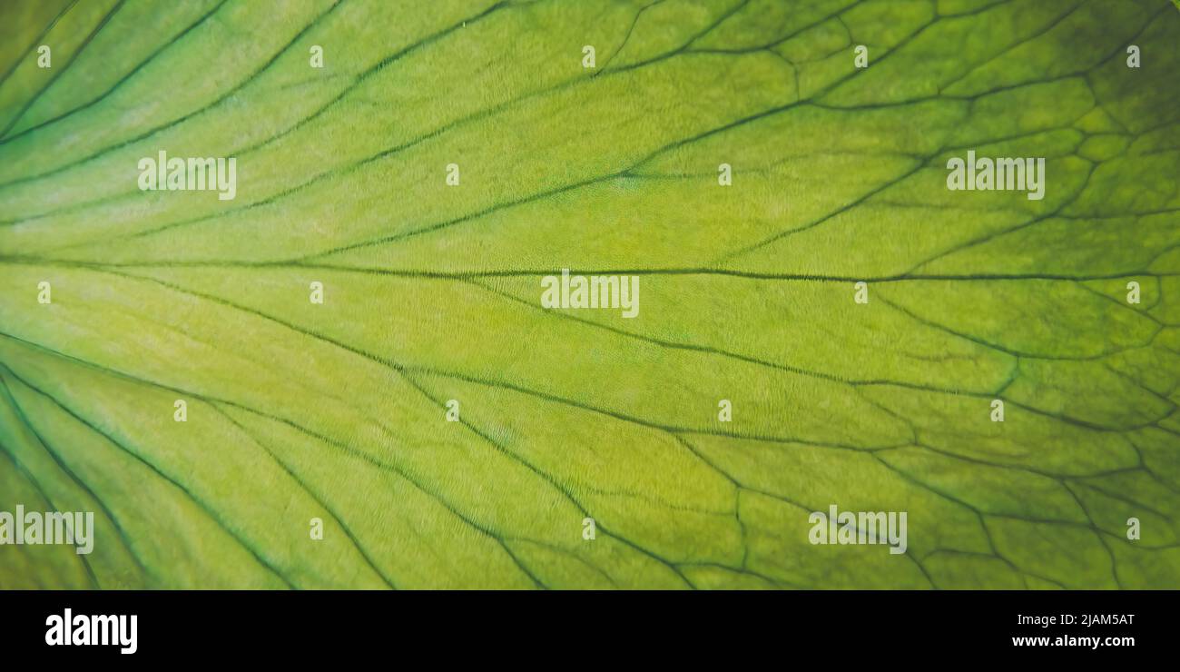Petal veins hi-res stock photography and images - Alamy