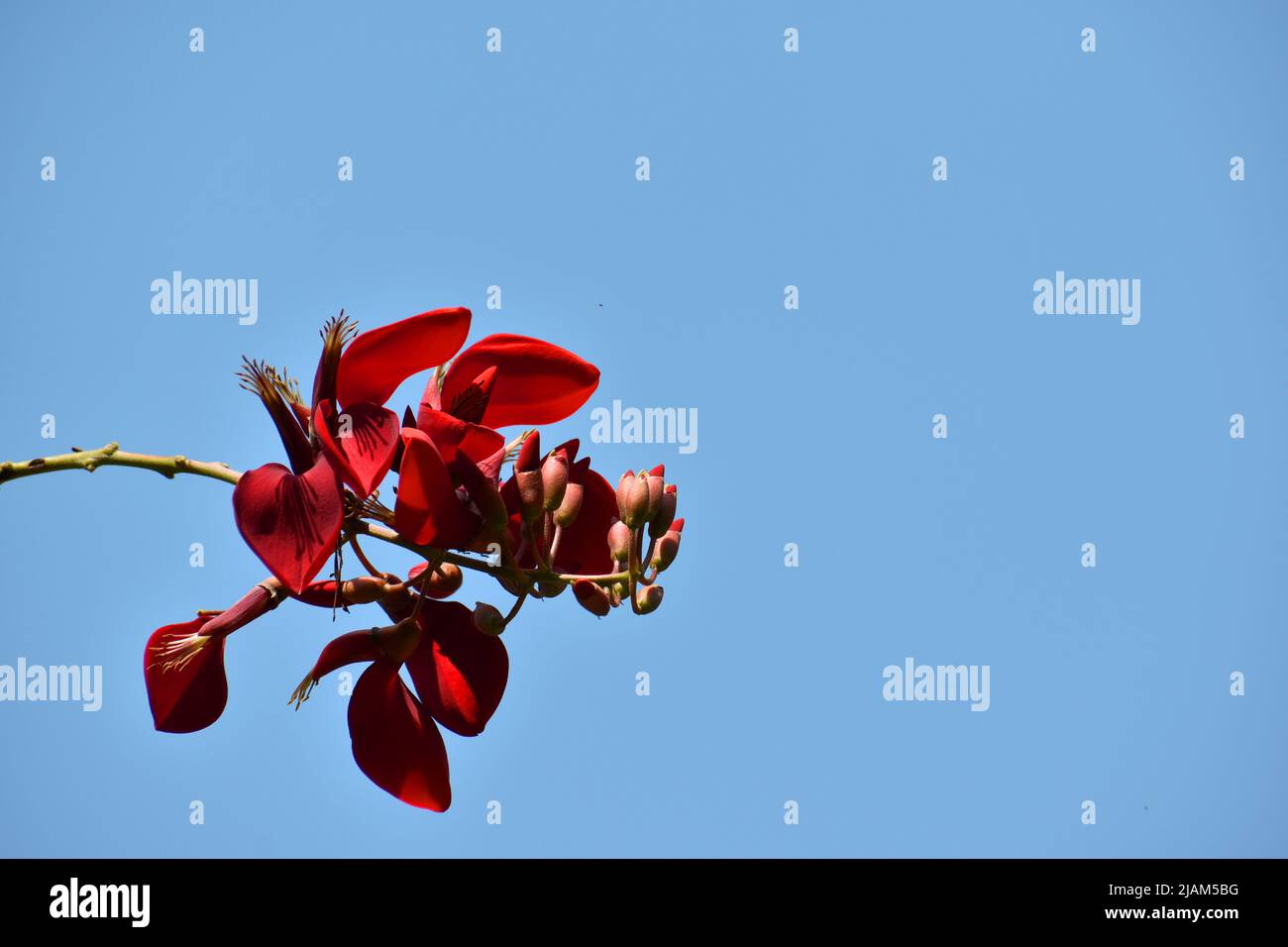 Cockspur coral tree flower against blue sky in background Stock Photo ...