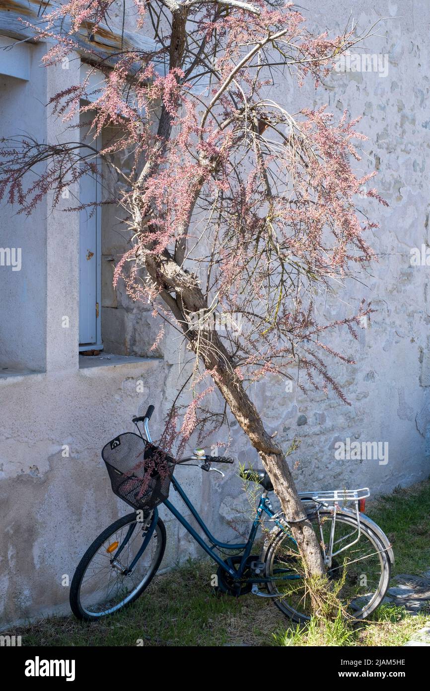 Bicycle beneath Tamarisk tree in South West France Stock Photo - Alamy