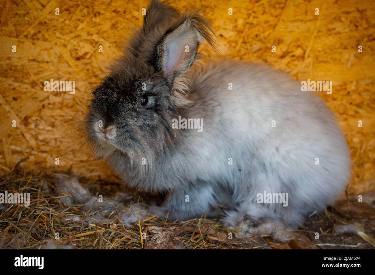 Close up view of gray rabbit in the paddock of farm in Altai, Russia ...