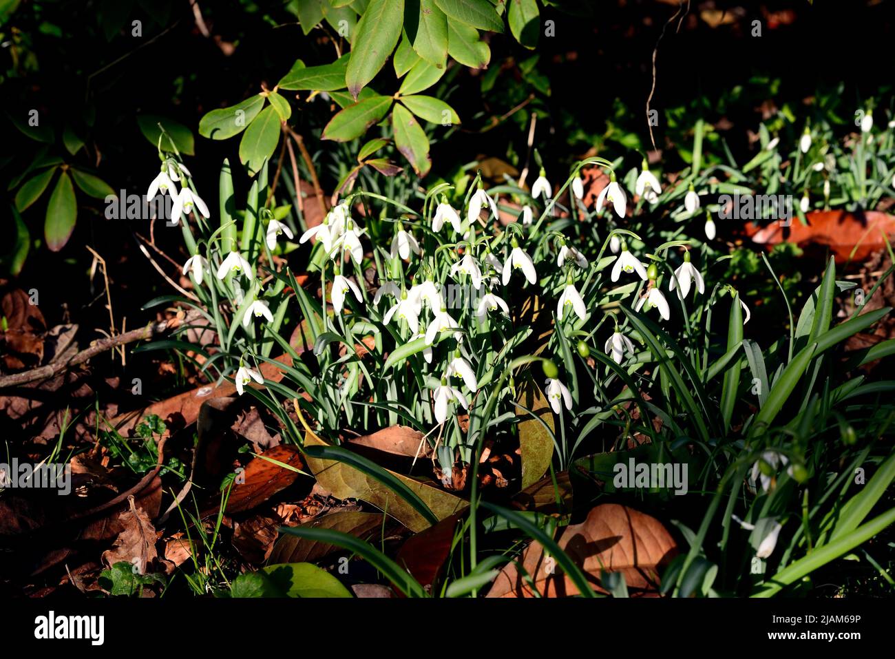 Snowdrops woodland floor hi-res stock photography and images - Alamy