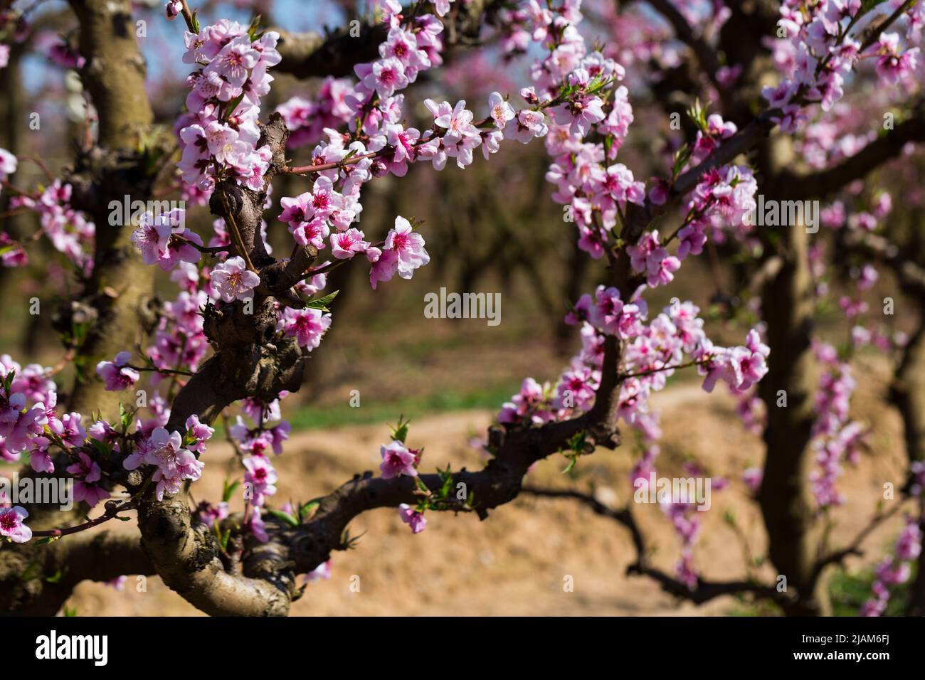 Close-up blossoming of peach trees on a meadows of Europe Stock Photo ...