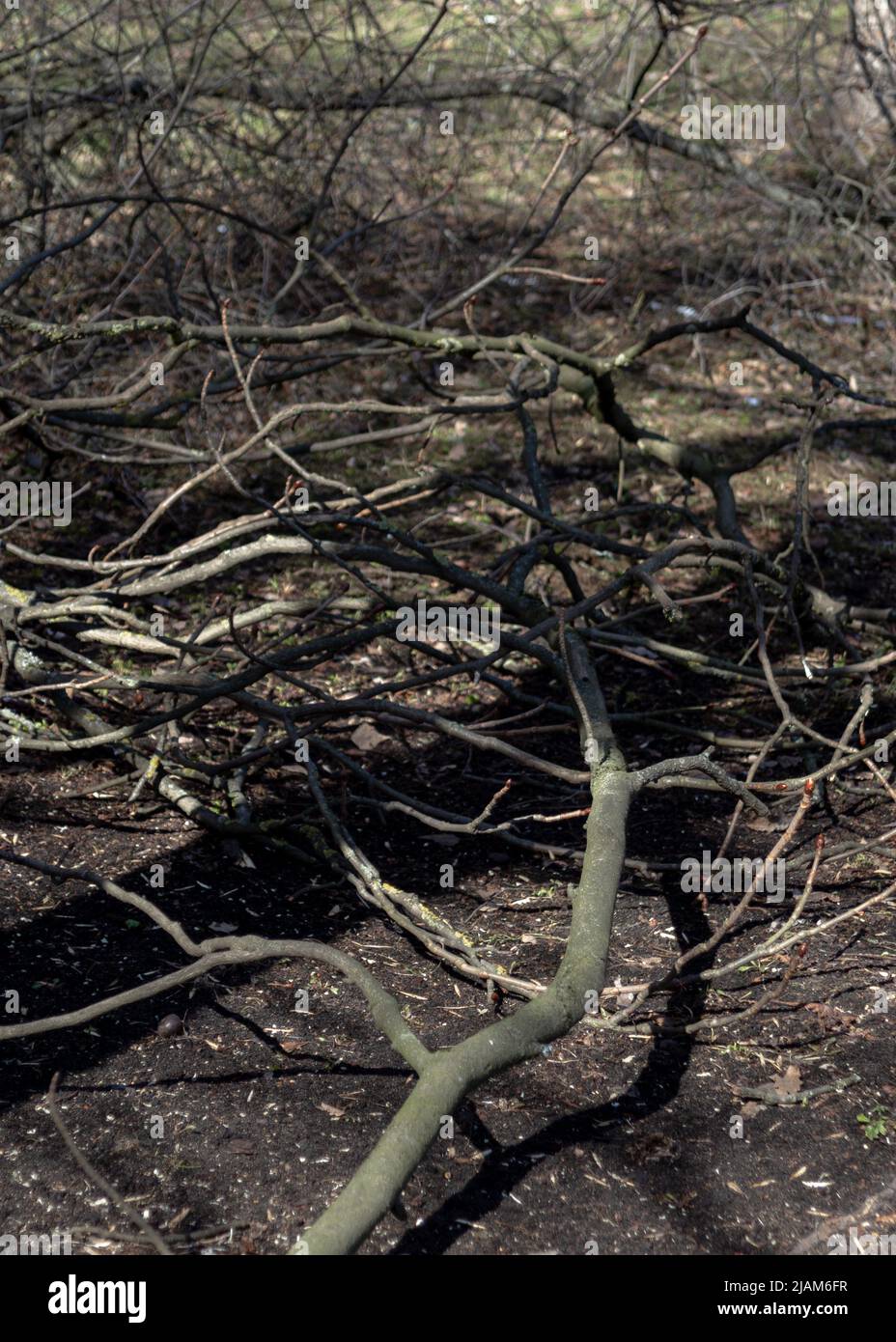 Sawn tree branches lying on the ground Stock Photo - Alamy