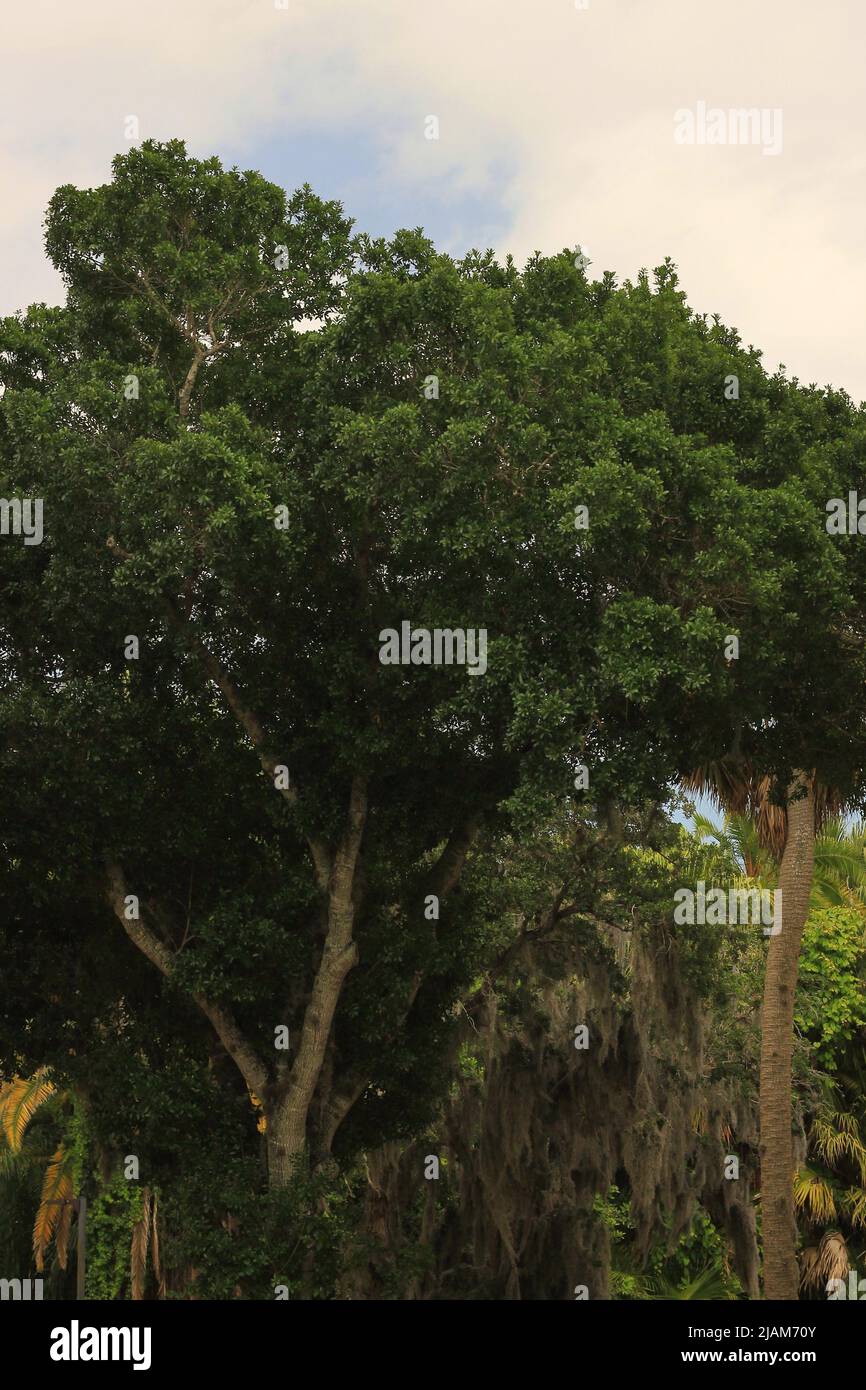 Tropical forest full of dense tall trees Stock Photo - Alamy