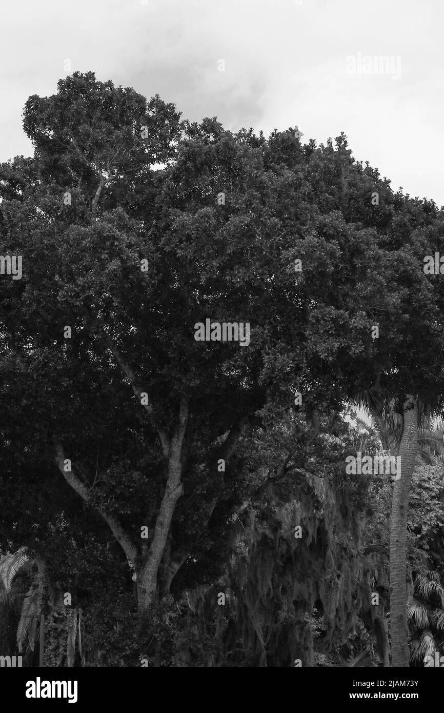 Tropical forest full of dense tall trees in black and white Stock Photo ...