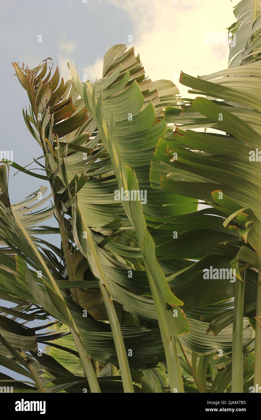 Single palm tree standing against the tropical Florida sky Stock Photo ...