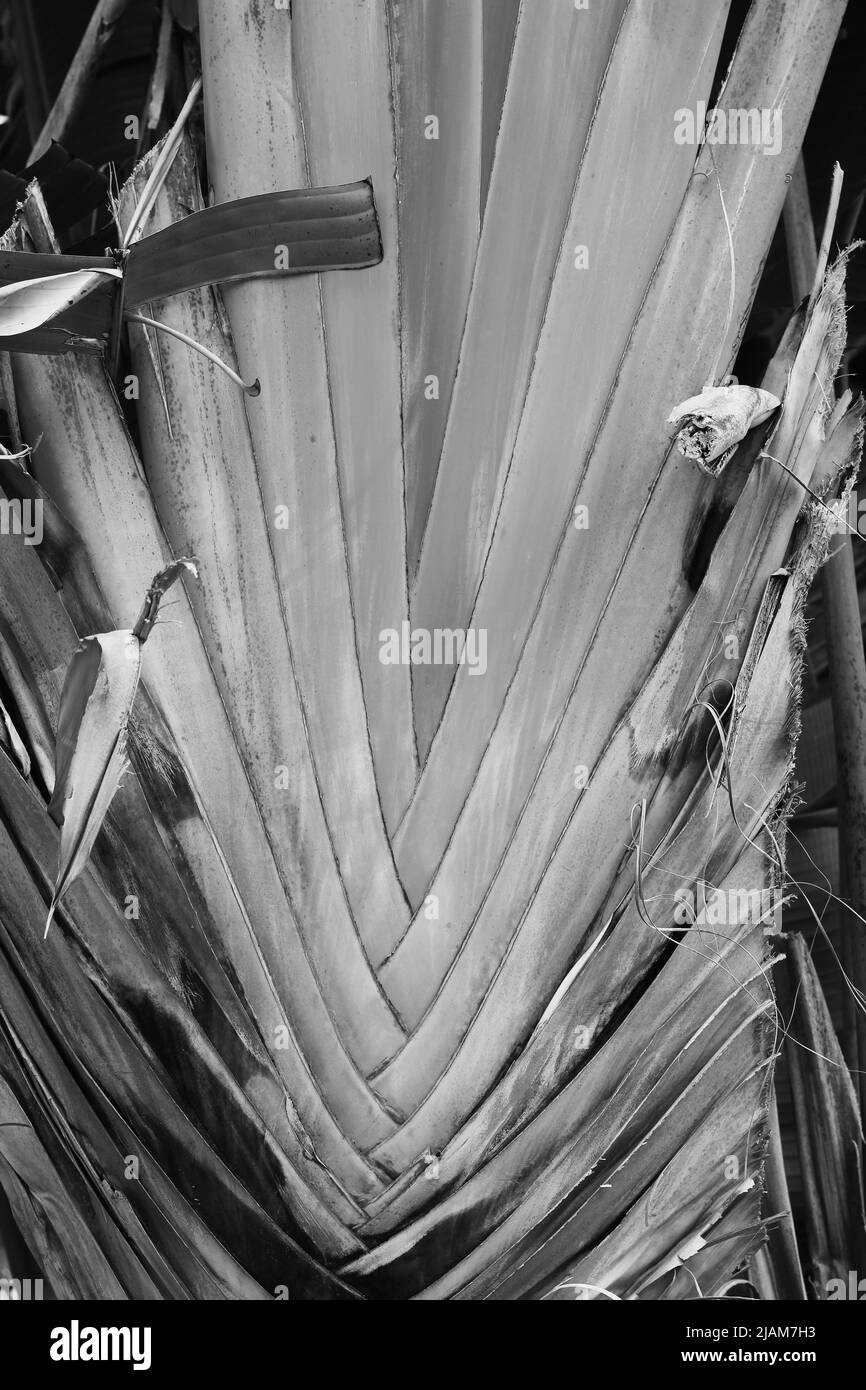 Closeup of the base of a palm tree trunk with fronds and a natural ...