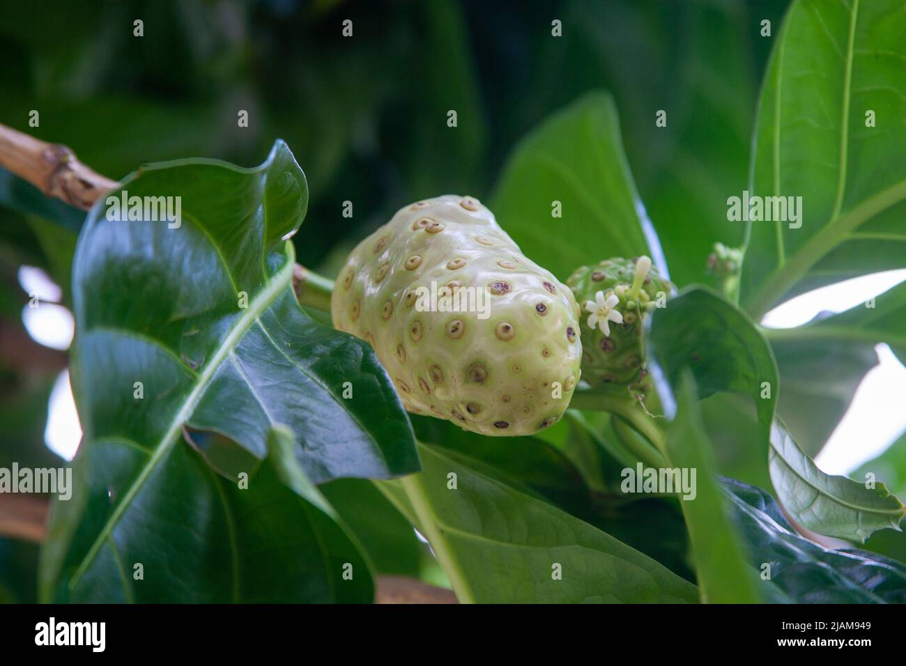 Morinda citrifolia is a fruit-bearing tree in the coffee family ...