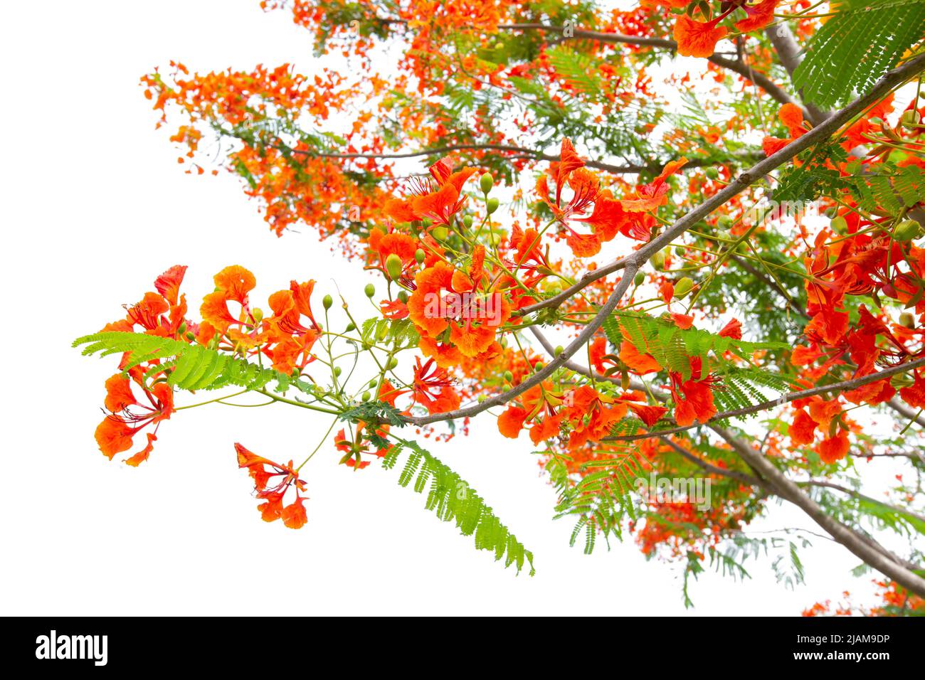 The Branch of Flam boyant tree or Flame tree or Royal Poinciana tree ...