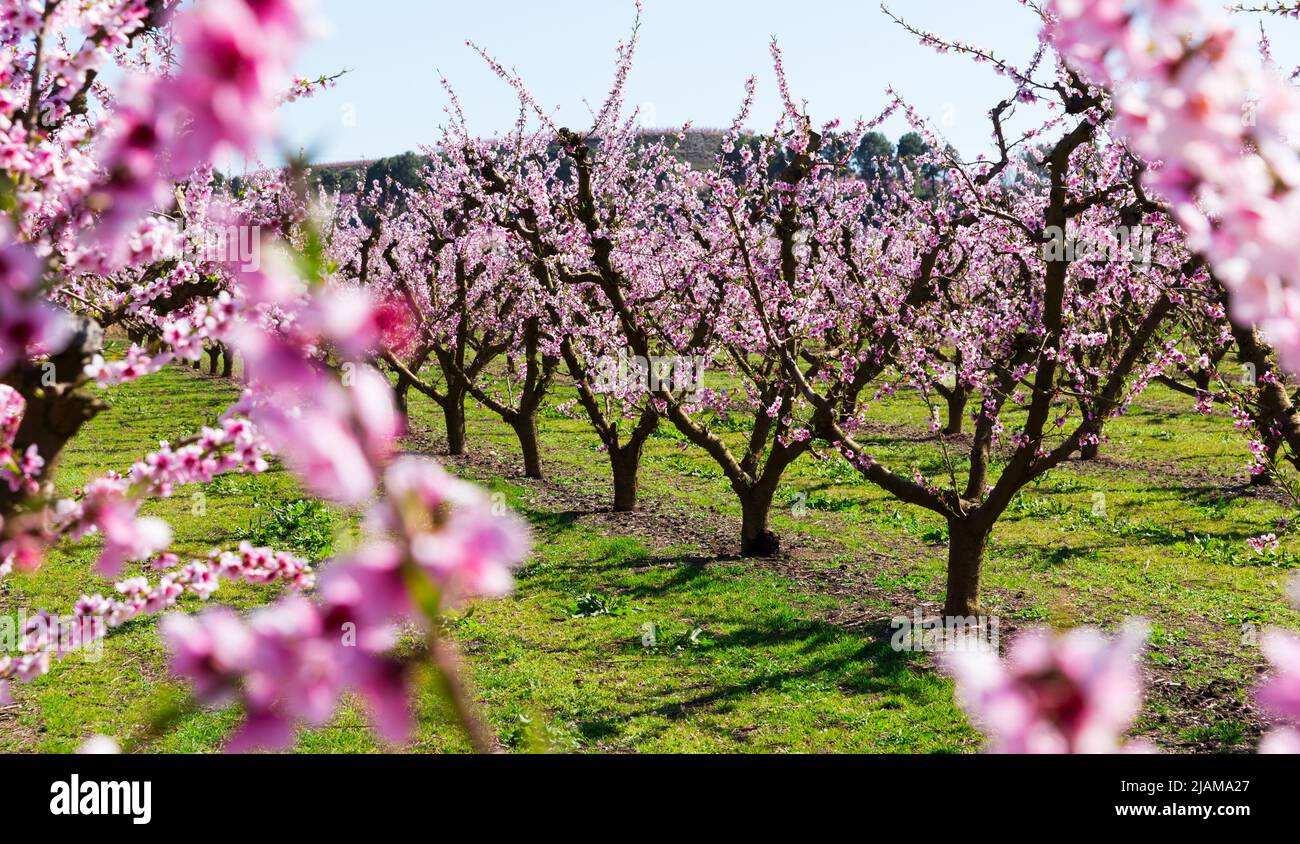 Flowering peach trees plantation hi-res stock photography and images ...