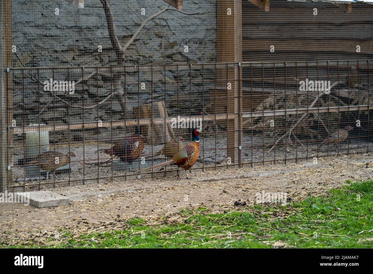 pheasants at the farm yard in the paddock Stock Photo - Alamy