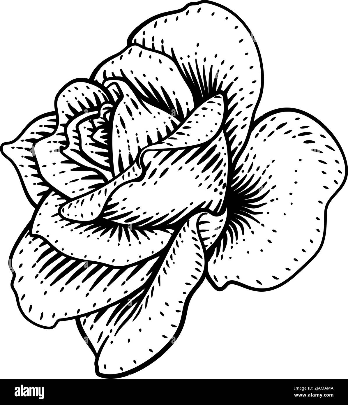 Vintage flower drawings hi-res stock photography and images - Alamy