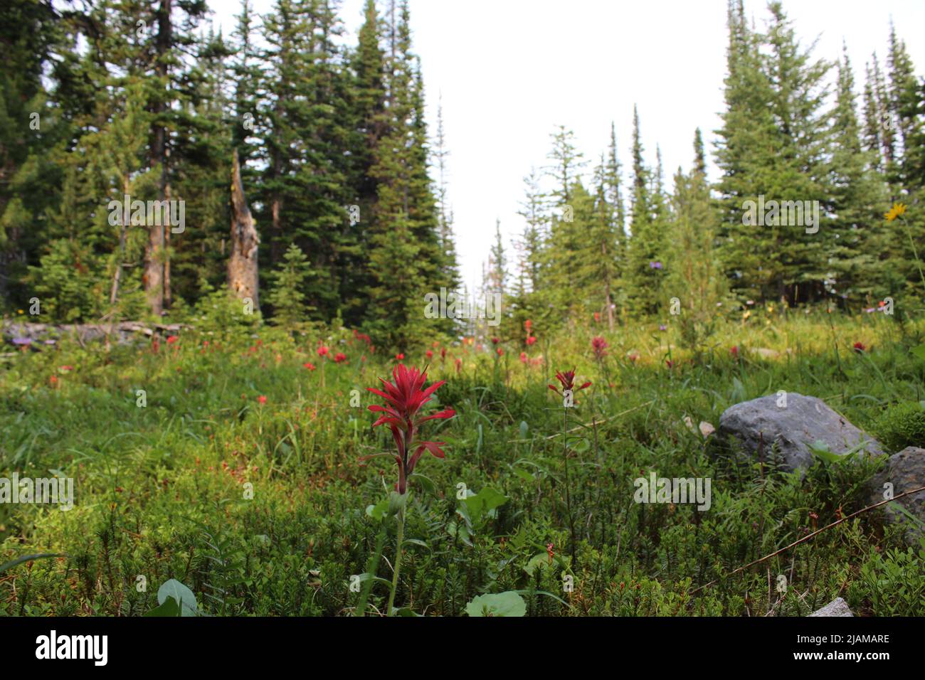 Wild rose in Banff national park, Alberta, Canada Stock Photo - Alamy