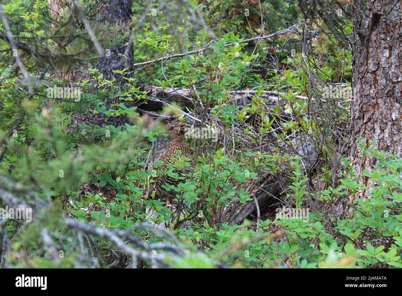 Hidden grouse in Banff national park, Alberta, Canada Stock Photo - Alamy