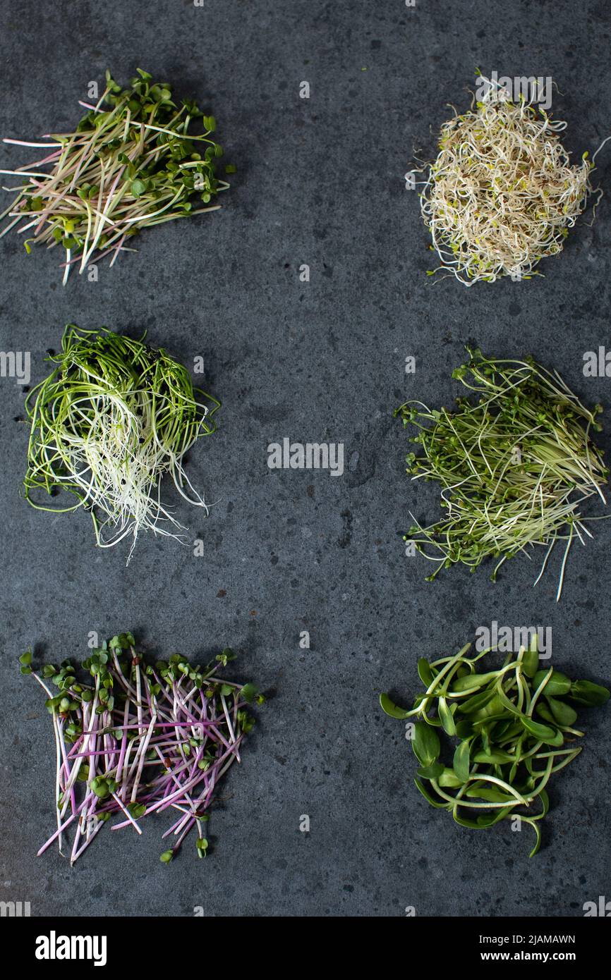 Different types of microgreens. Vegan and fresh microgreen on black ...