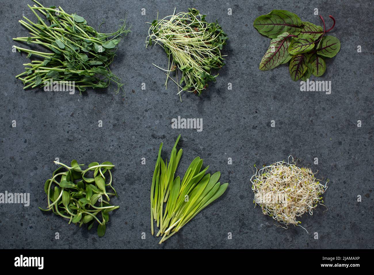 Different types of microgreens. Vegan and fresh microgreen on black ...