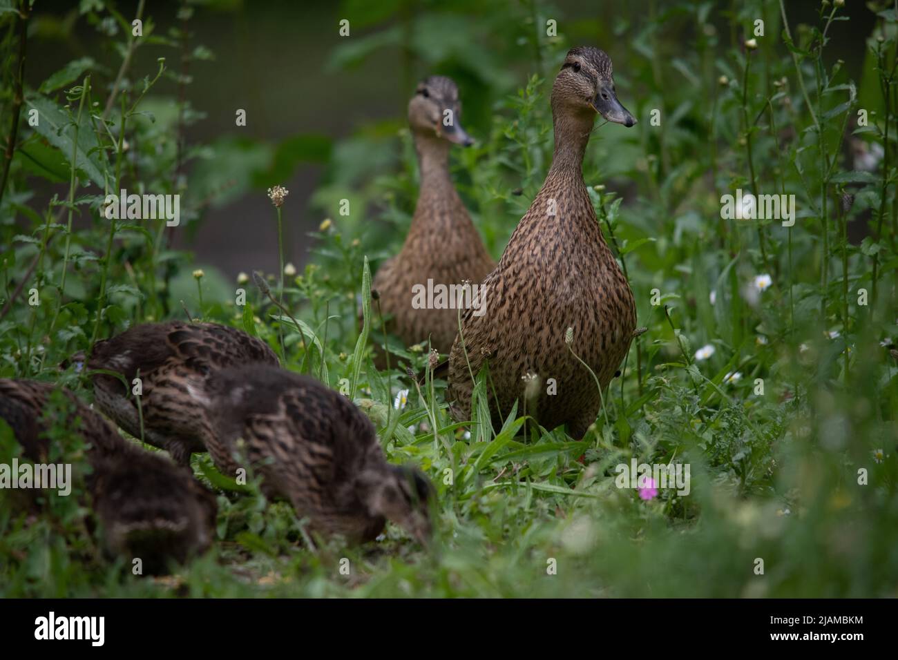 Ducklings spring hi-res stock photography and images - Alamy