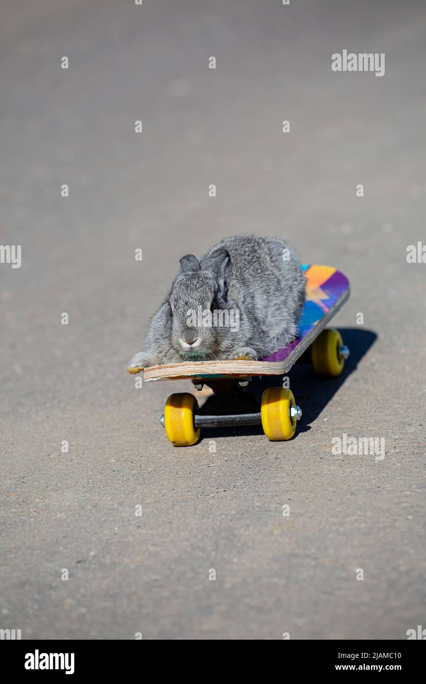 Grey long eared rabbit hi-res stock photography and images - Alamy
