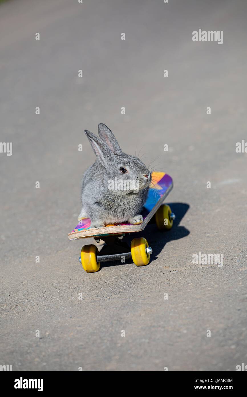 Little grey rabbit rides a skateboard Stock Photo - Alamy