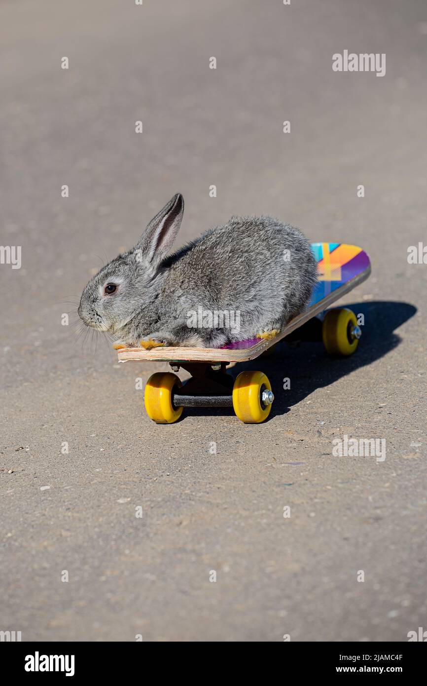 Little grey rabbit rides a skateboard Stock Photo - Alamy
