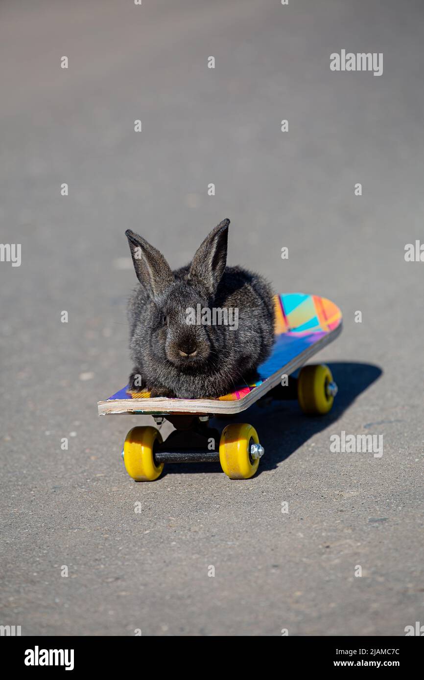 Little black rabbit rides a skateboard Stock Photo - Alamy