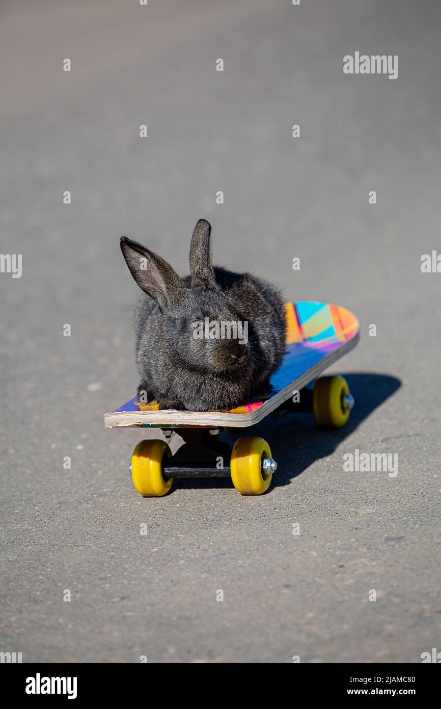 Little black rabbit rides a skateboard Stock Photo - Alamy