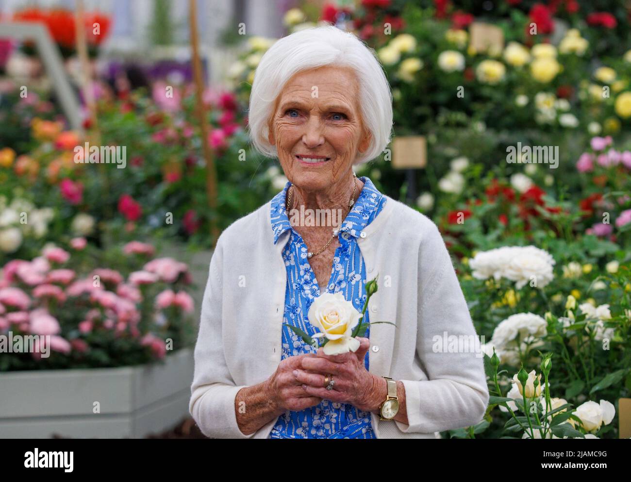 Dame Mary Berry, at the RHS Chelsea Flower Show holding a rose that is ...