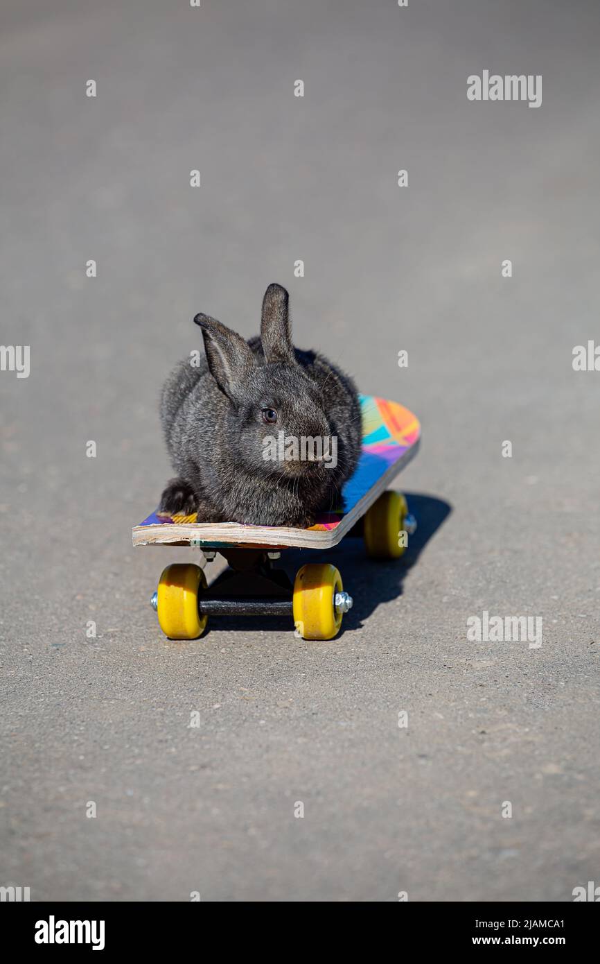 Little black rabbit rides a skateboard Stock Photo - Alamy