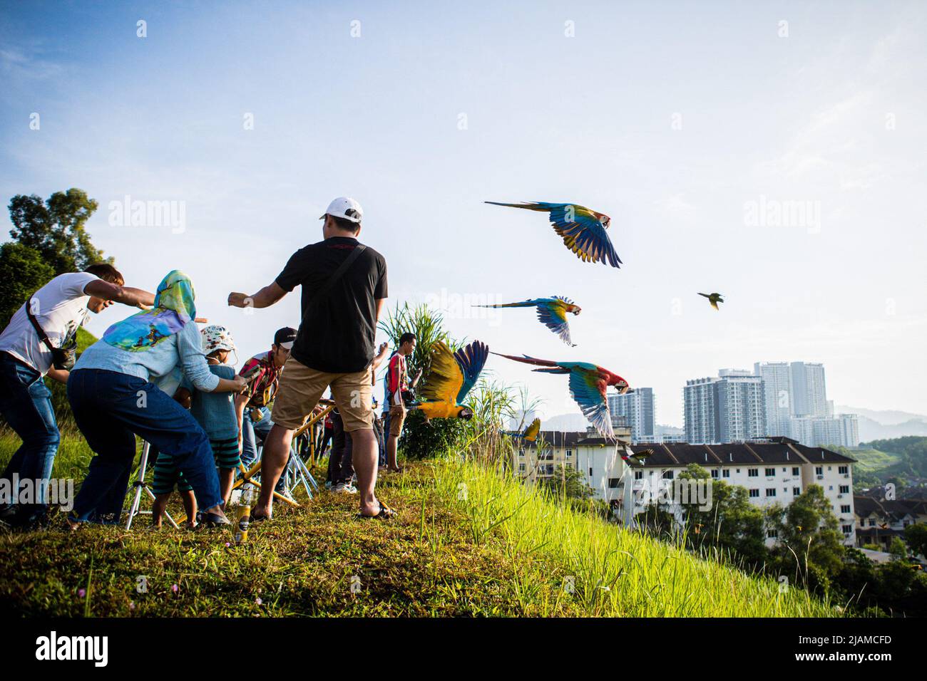 Members of the KL Free Fly Community seen releasing their parrots to ...