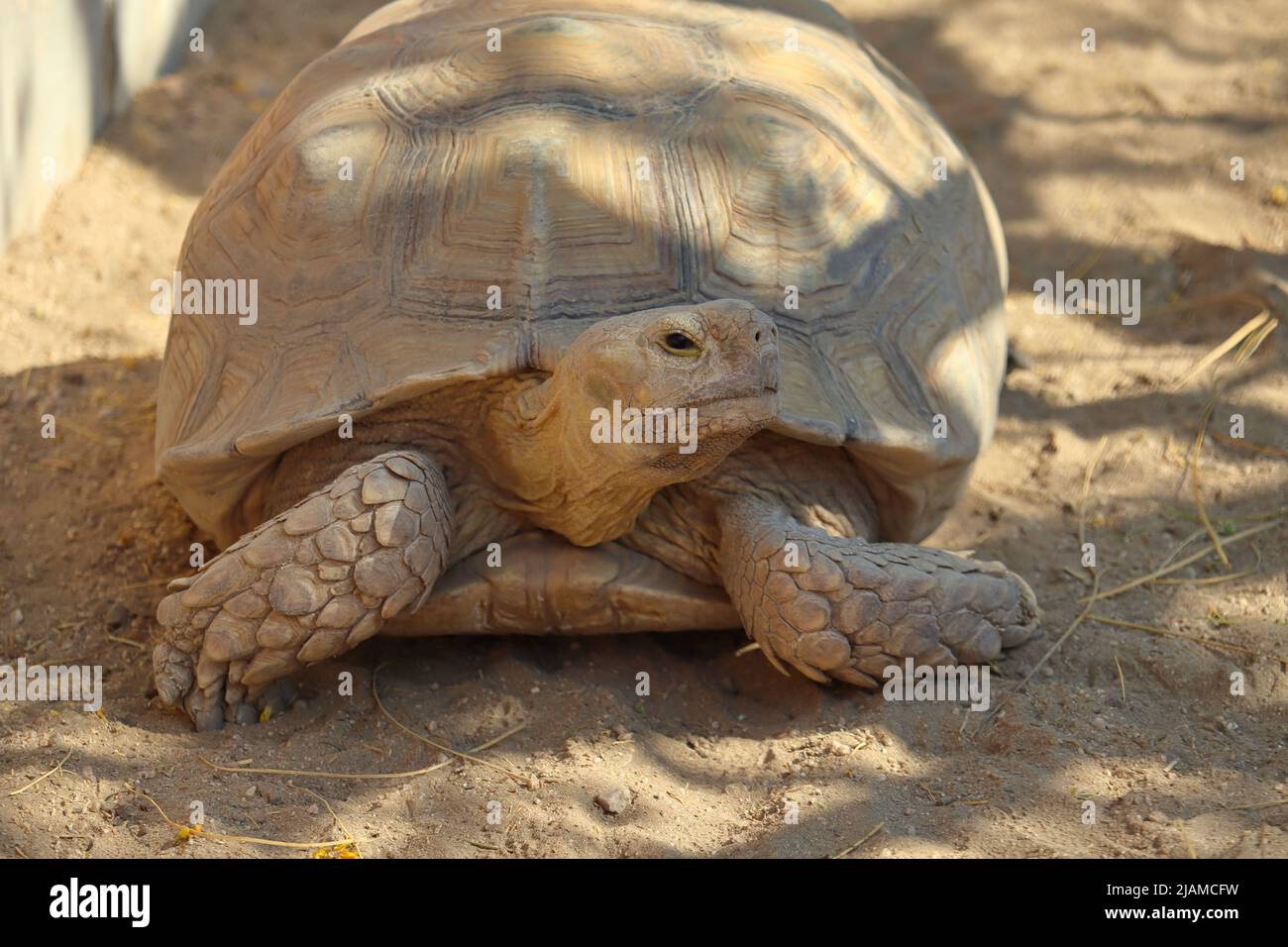 Tortoise head hi-res stock photography and images - Alamy
