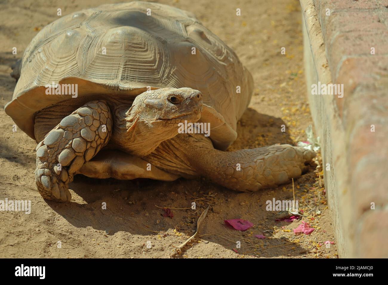 Reptilian looking hi-res stock photography and images - Alamy