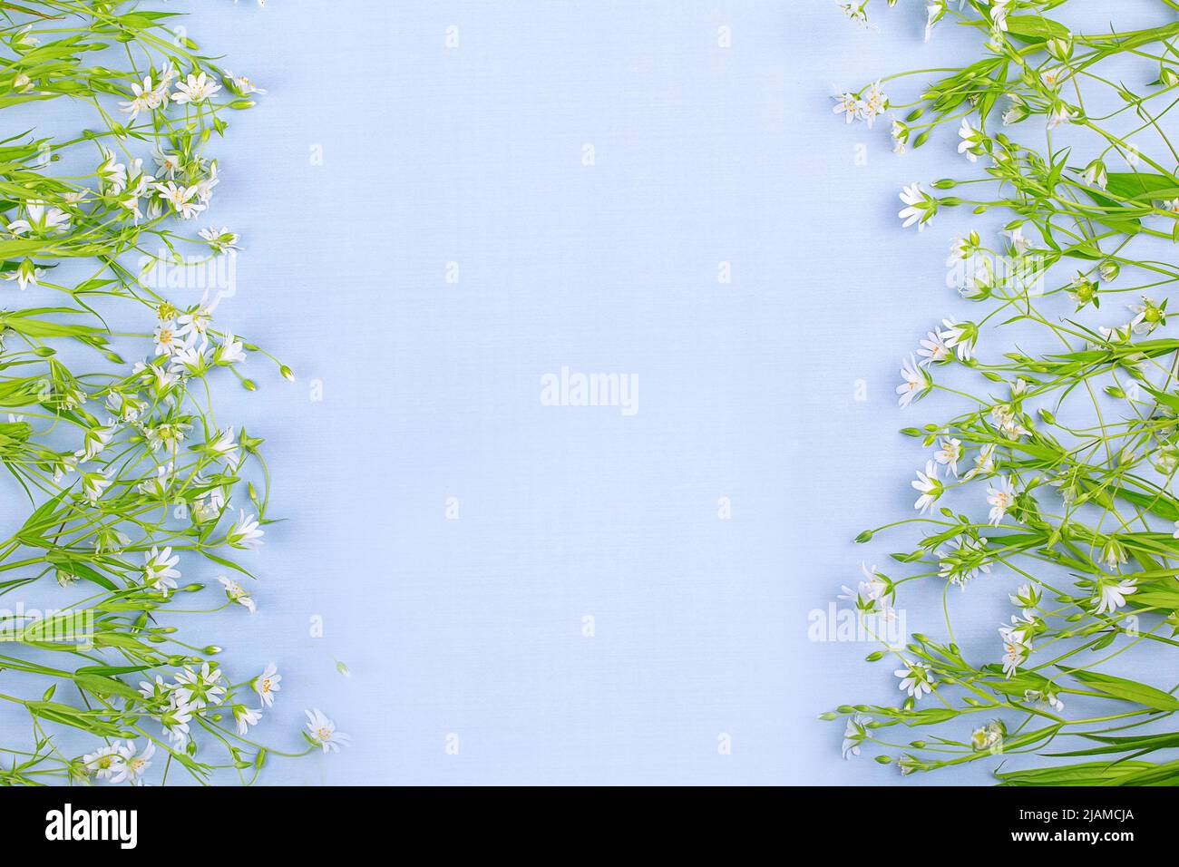 Wildflowers frame hi-res stock photography and images - Alamy