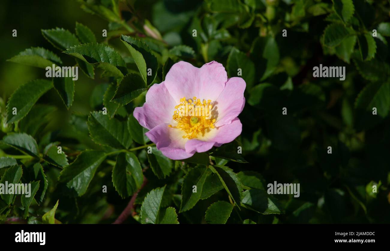 Beautiful flowers on a bush of therapeutic rose hips. It treats the ...