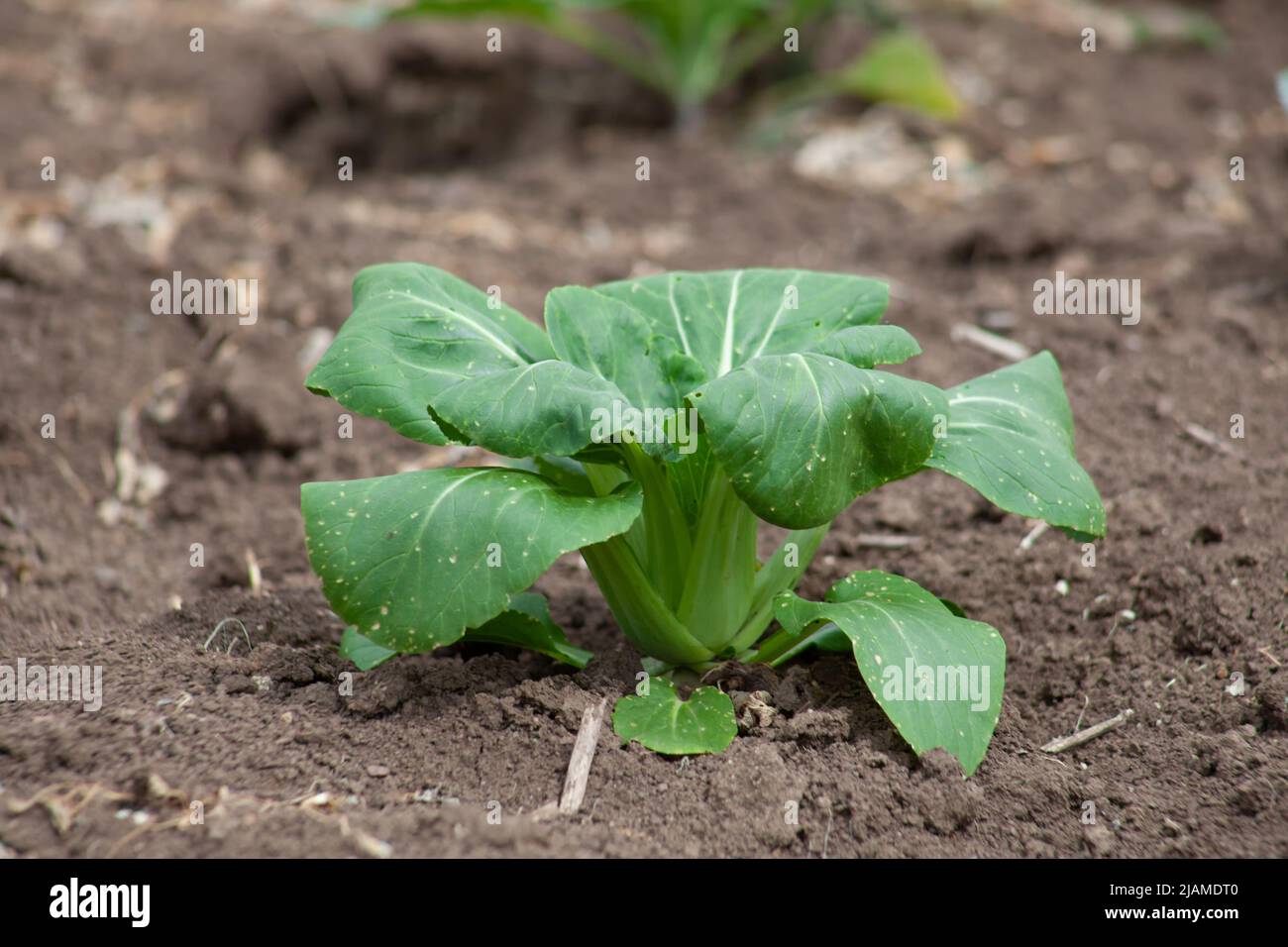 Growing Chinese kale vegetable or Chinese Broccoli Plants . They are a ...