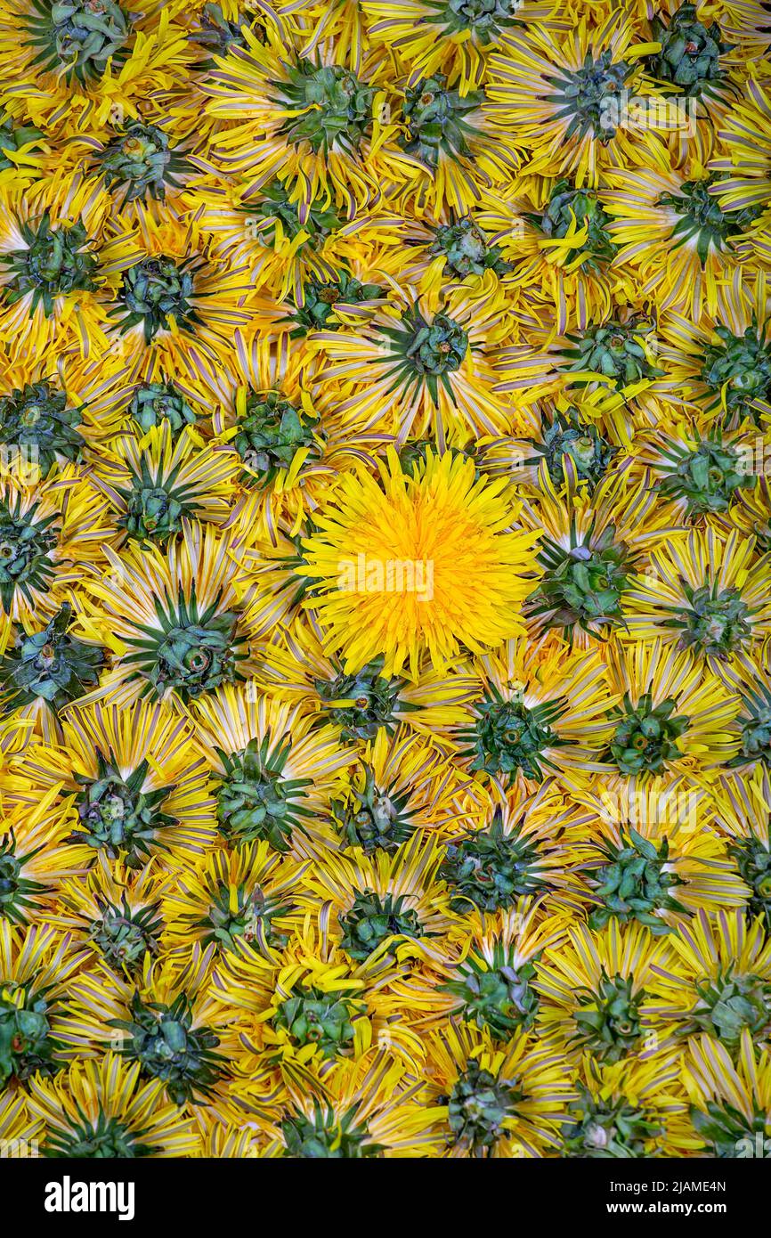 Bouquet beautiful dandelion flowers hi-res stock photography and images ...