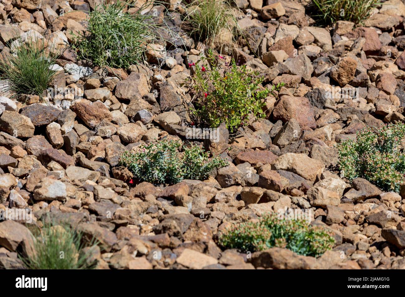 Rock garden Desert Gardening Ideas Stock Photo - Alamy