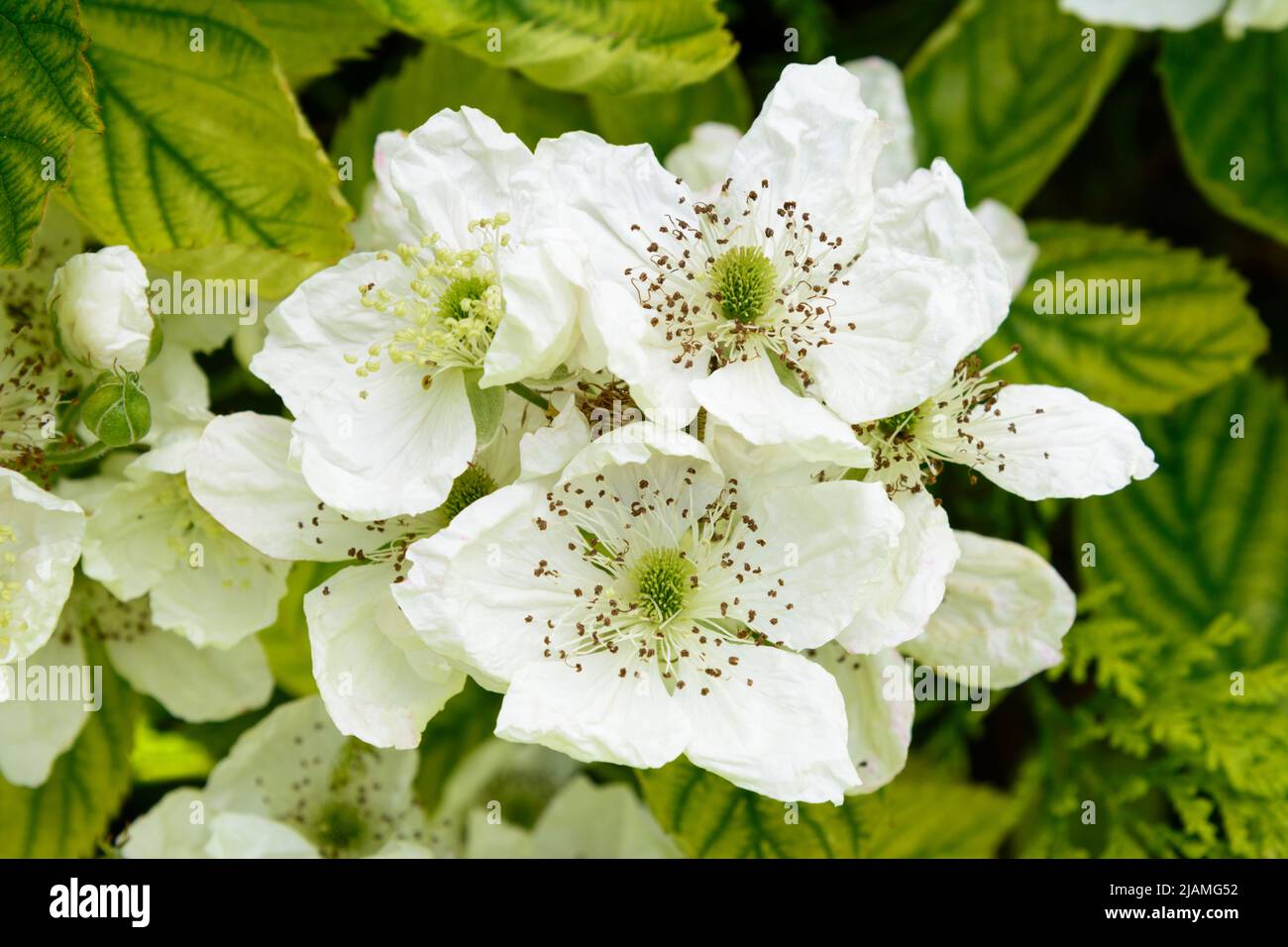 Thornless Blackberry 'Apache' (Rubus fruticosus agg. 'Apache') produces ...