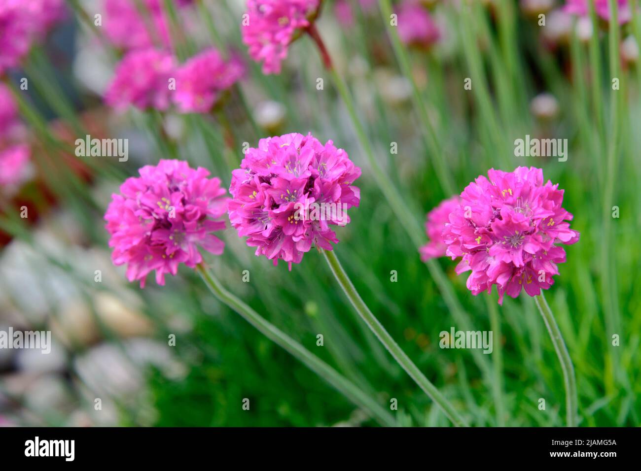 Thrift, sea thrift or sea pink (Armeria maritima), a compact clump ...