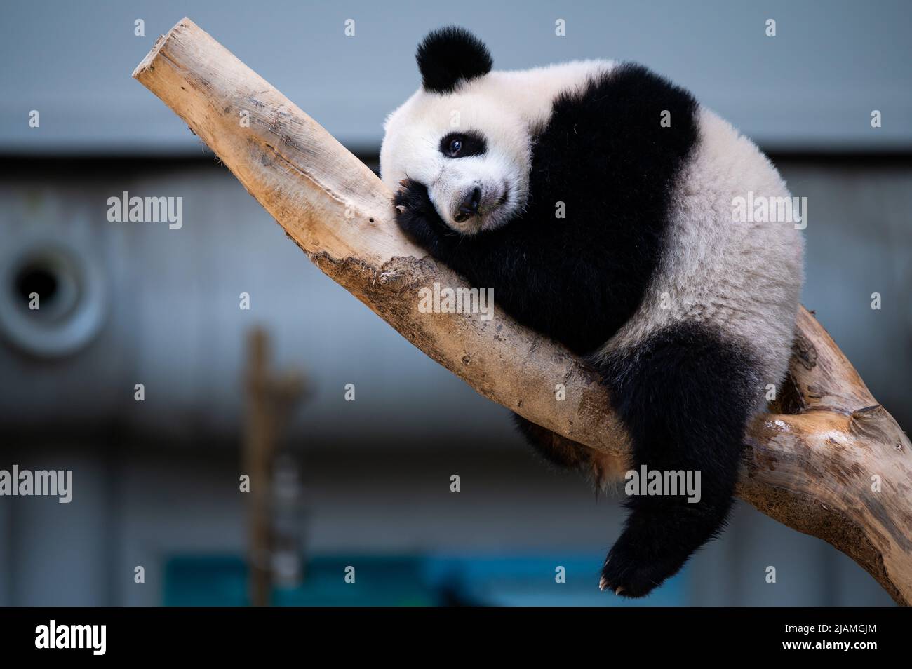Kuala Lumpur, Malaysia. 31st May, 2022. Giant panda cub Sheng Yi plays ...