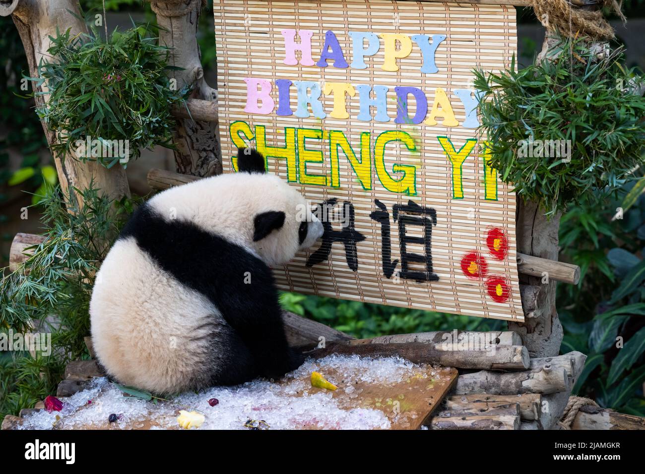 Kuala Lumpur, Malaysia. 31st May, 2022. Giant panda cub Sheng Yi ...