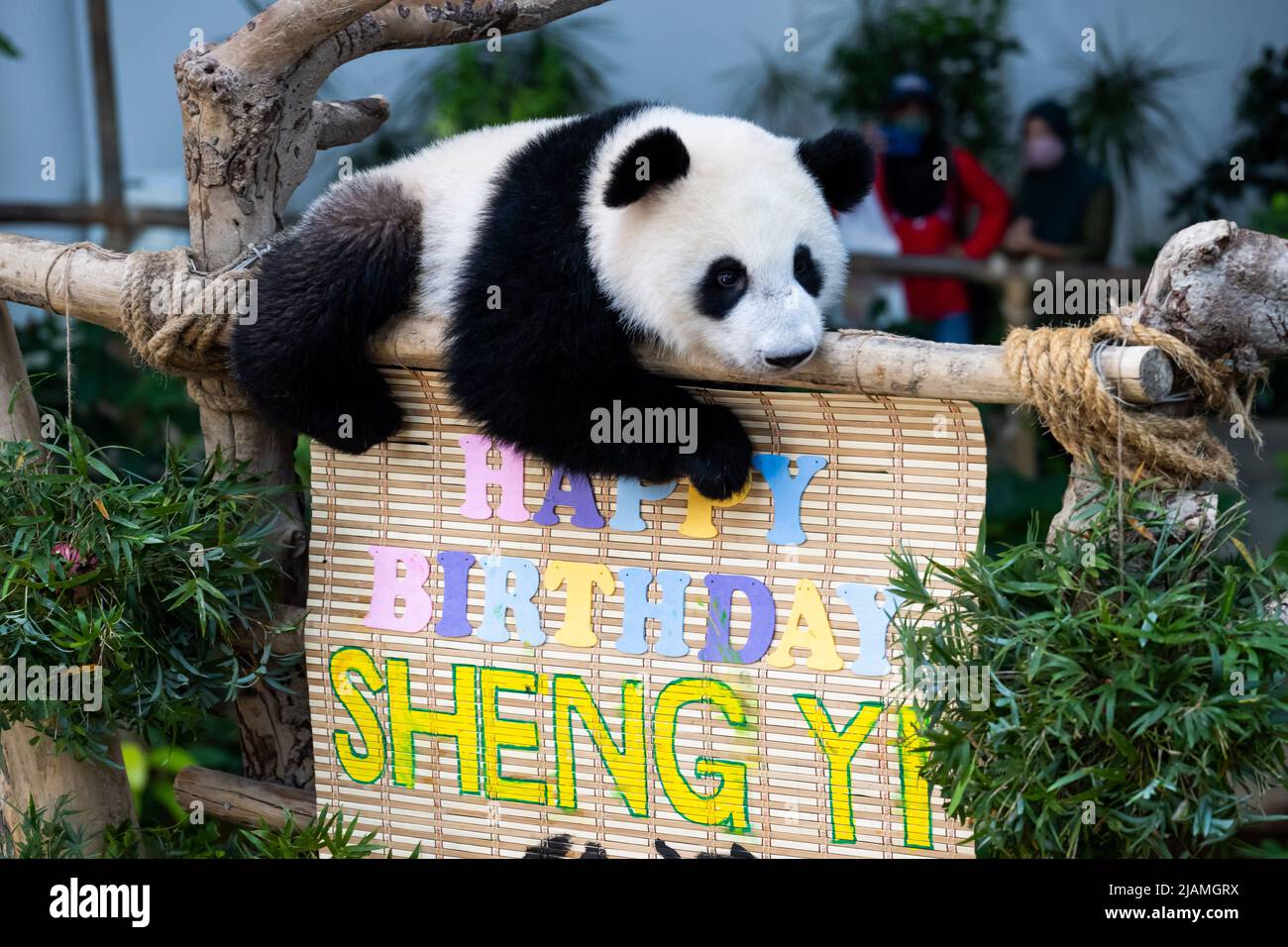 Kuala Lumpur, Malaysia. 31st May, 2022. Giant panda cub Sheng Yi ...
