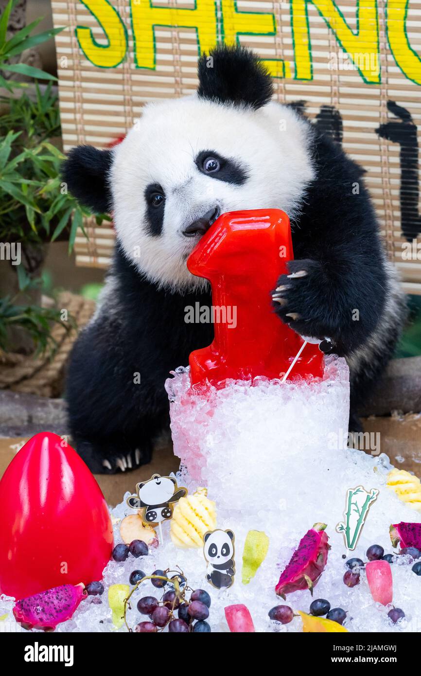 Kuala Lumpur, Malaysia. 31st May, 2022. Giant panda cub Sheng Yi ...