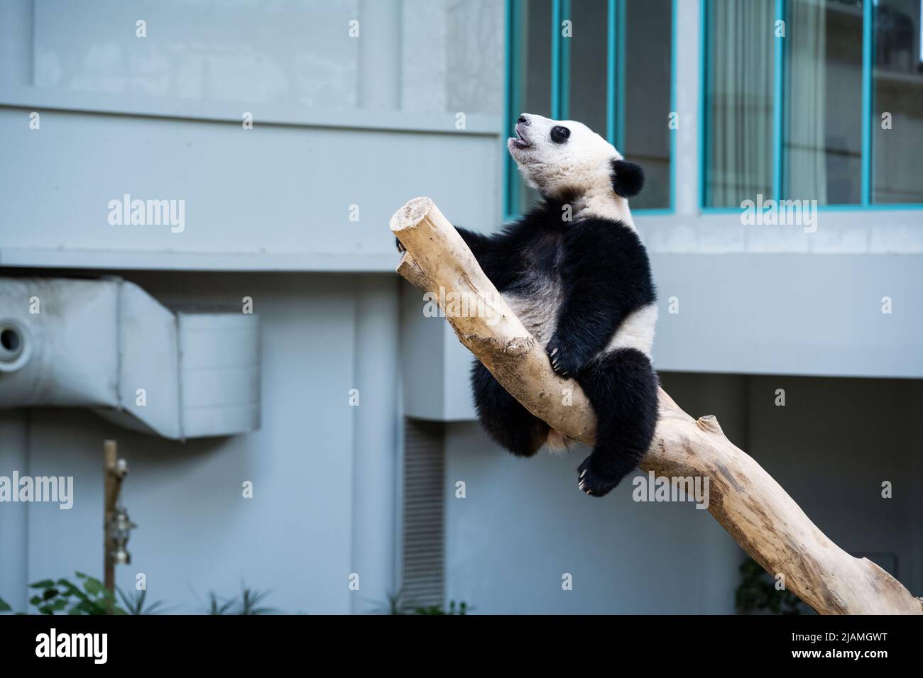 Kuala Lumpur, Malaysia. 31st May, 2022. Giant panda cub Sheng Yi plays ...