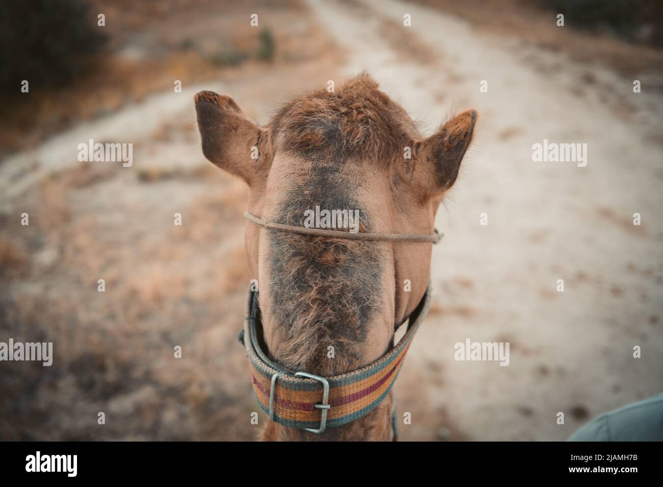 Camelus dromedarius kamel hi-res stock photography and images - Alamy