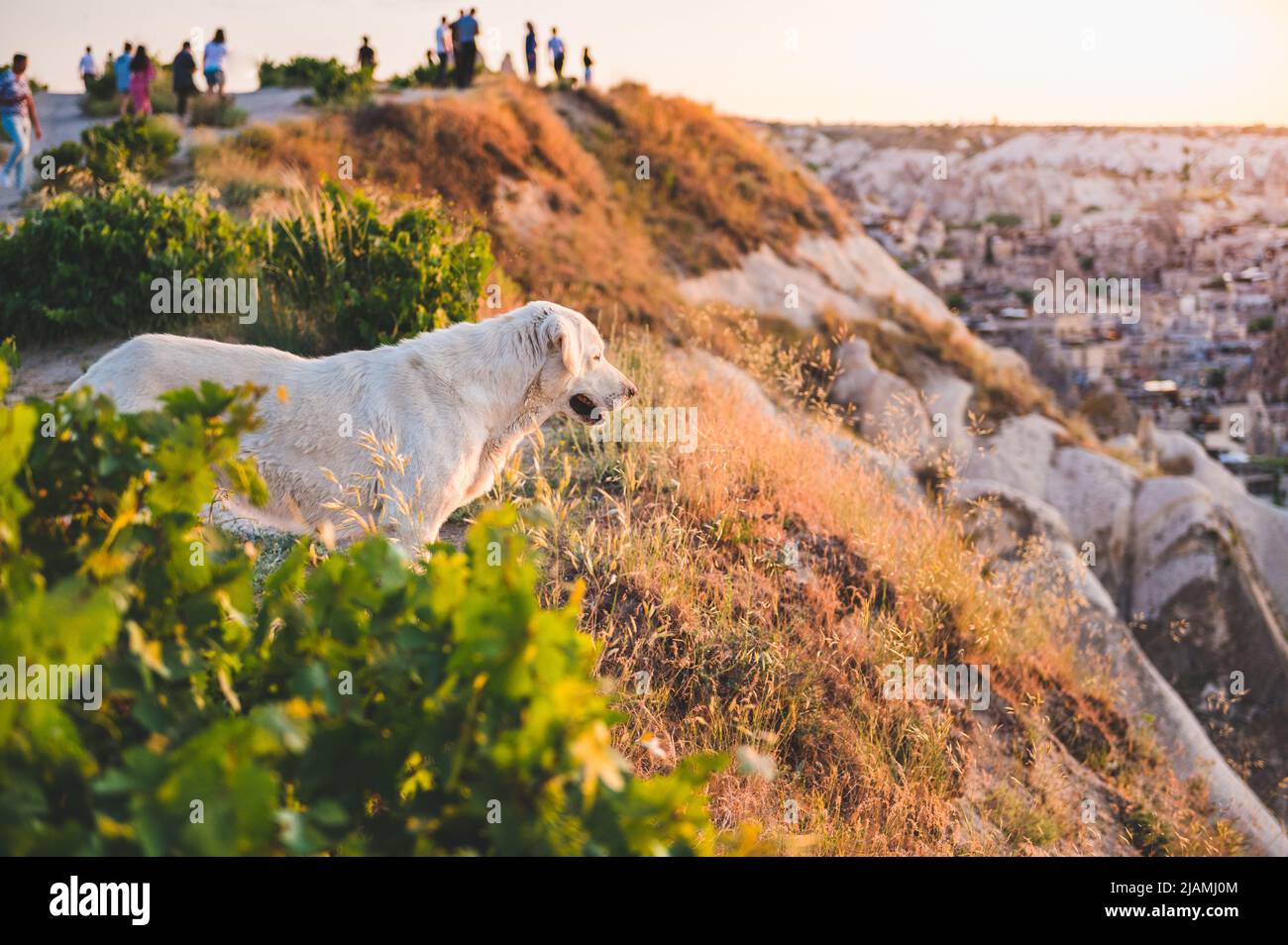 Turkish shepard dog hi-res stock photography and images - Alamy