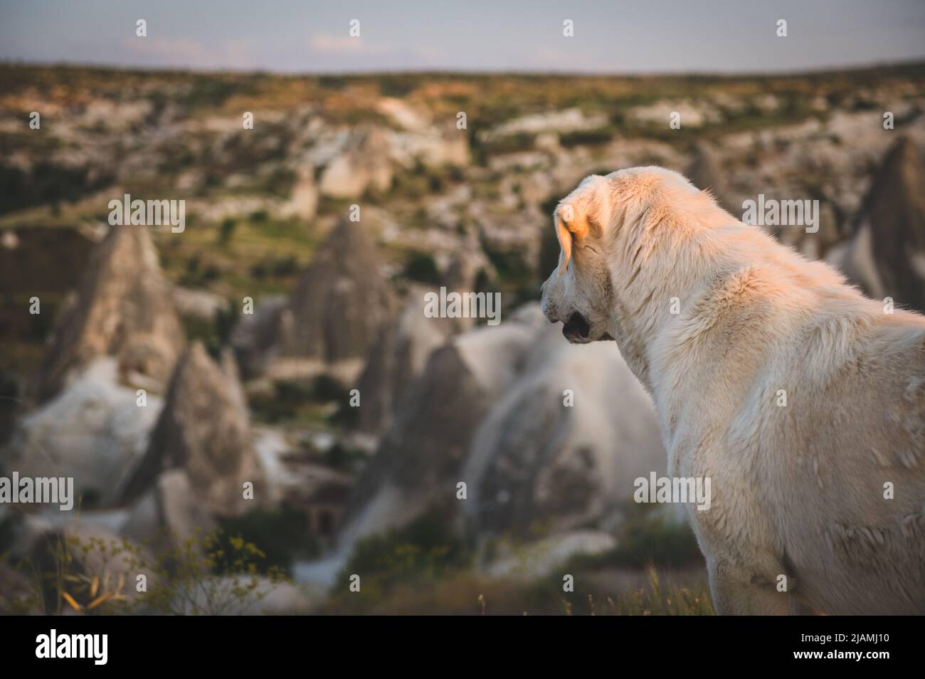 turkish shepard dog on the look out over Göreme Stock Photo - Alamy