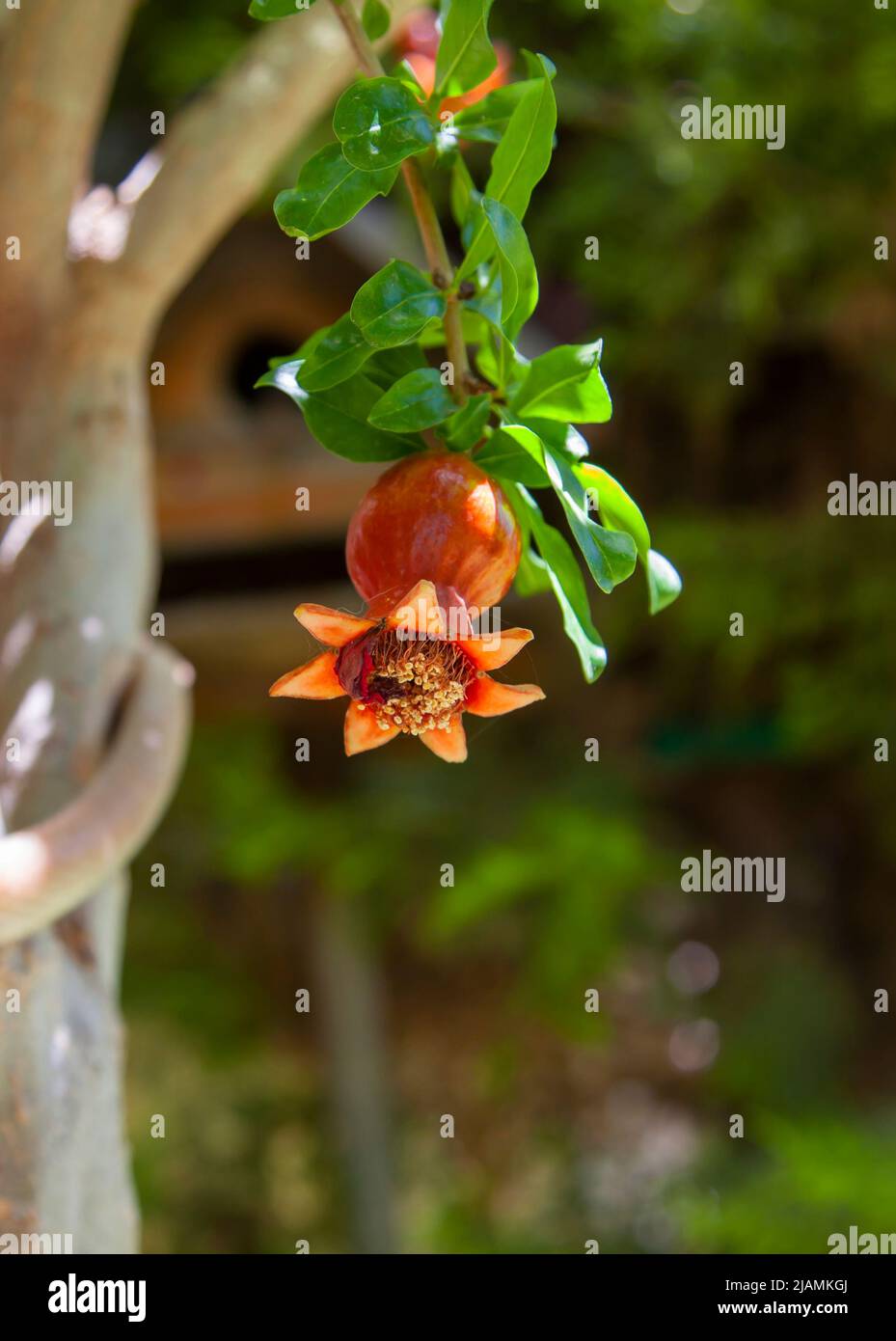 Beautiful pomegranate tree hi-res stock photography and images - Alamy