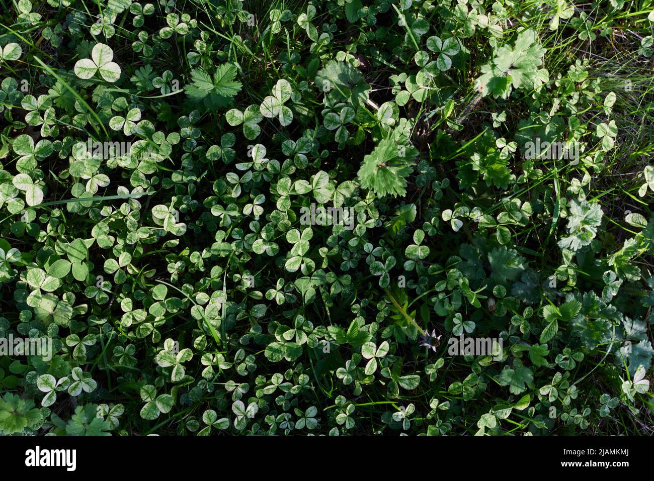 Microclover lawn hi-res stock photography and images - Alamy