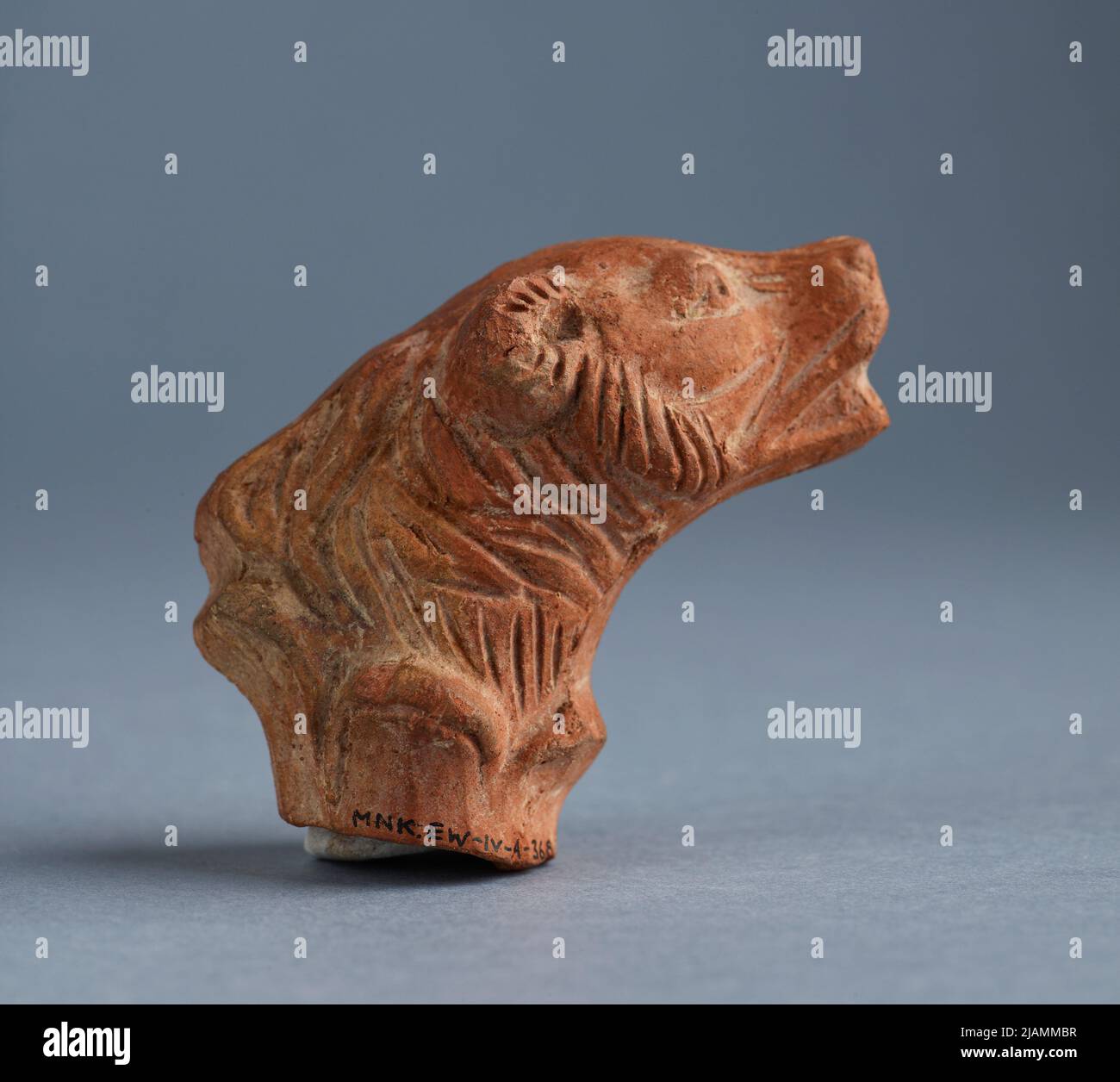 Head of a Dog or Wolf Stock Photo - Alamy