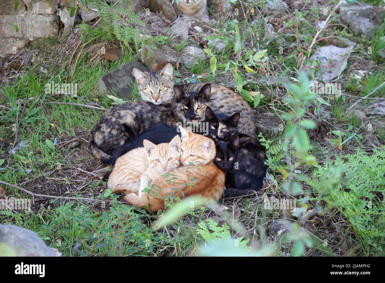 Large cat family Stock Photo - Alamy